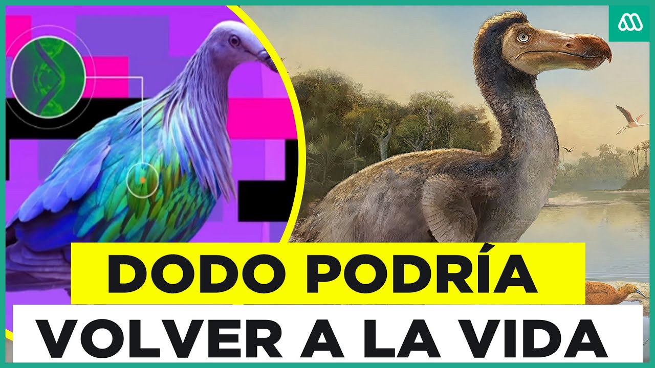 Lleva más de 300 años extinto: Pájaro dodo podría volver a la vida ...