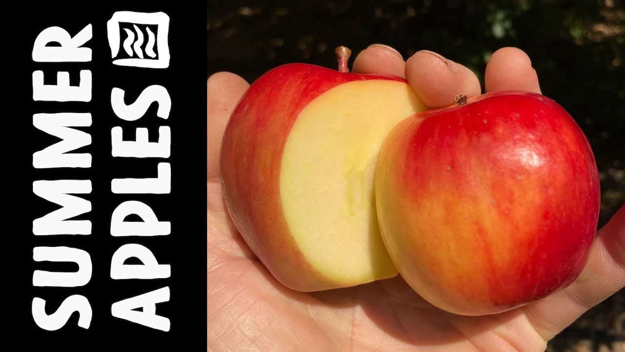 Let's Taste A Few Early Summer Apples! Late July - YouTube