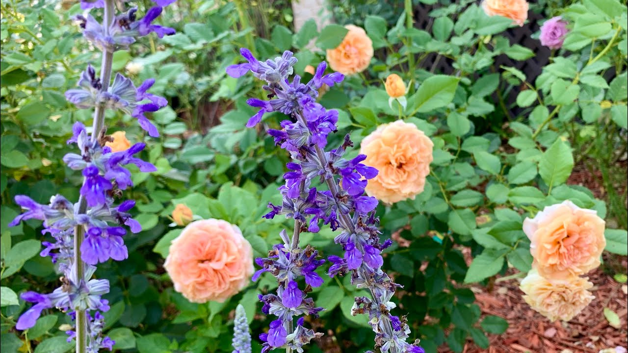 Crazy Love rose - Grandiflora, Copper, orange and yellow blend blooms # ...