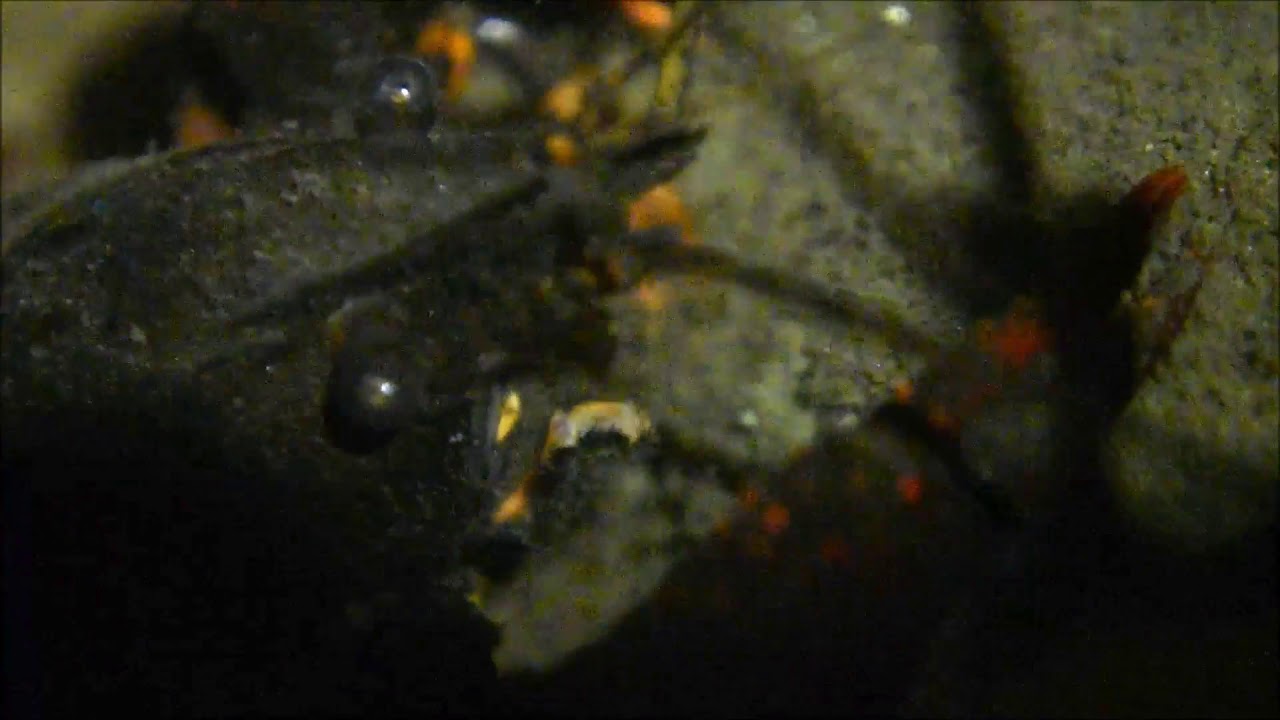Red swamp crayfish searching the sediment for food - YouTube