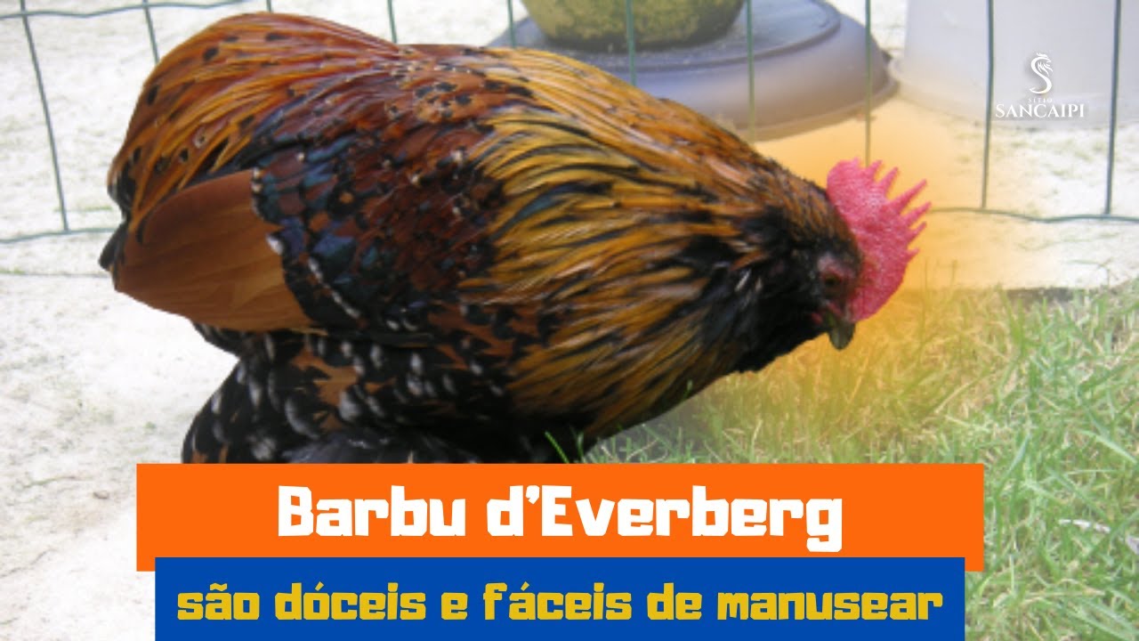Barbu d'Everberg são dóceis e fáceis de manusear - YouTube