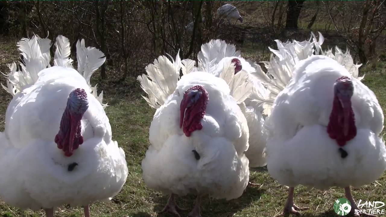 Puten in der Frühlingssonne - YouTube