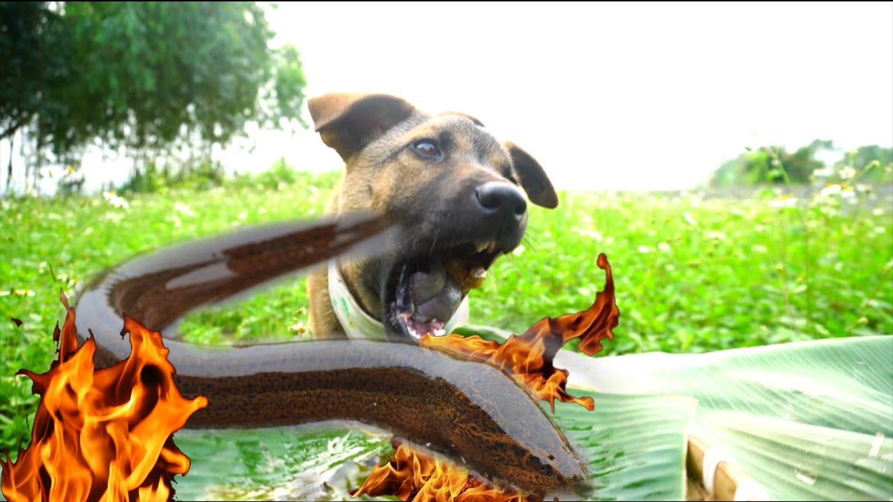 Unbelievable Country Dog Enjoys Eel Grilled on Stone! - ASMR Mukbang ...