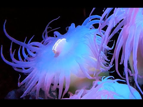 セイタカカワリギンチャク Synhalcurias elegans - YouTube
