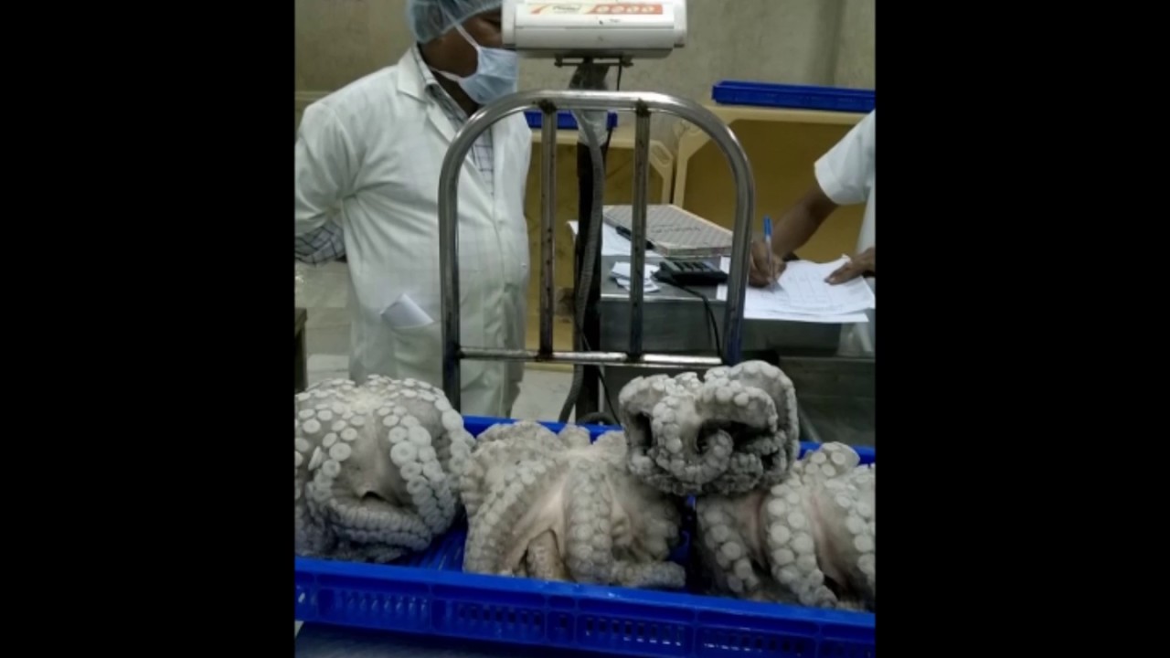 Octopus Inspection - YouTube