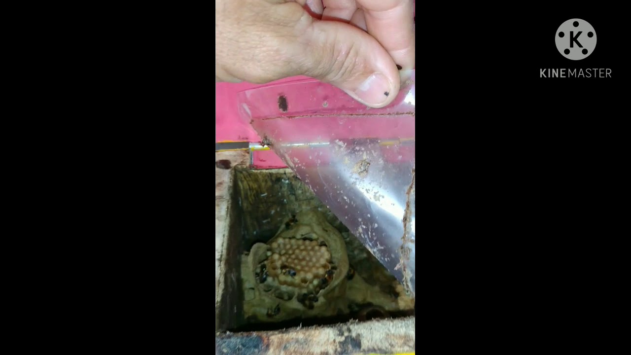 Atualizando a minicolônia de Jandaíras (Melipona subnitida) - FJ 01.1🐝🐝 ...