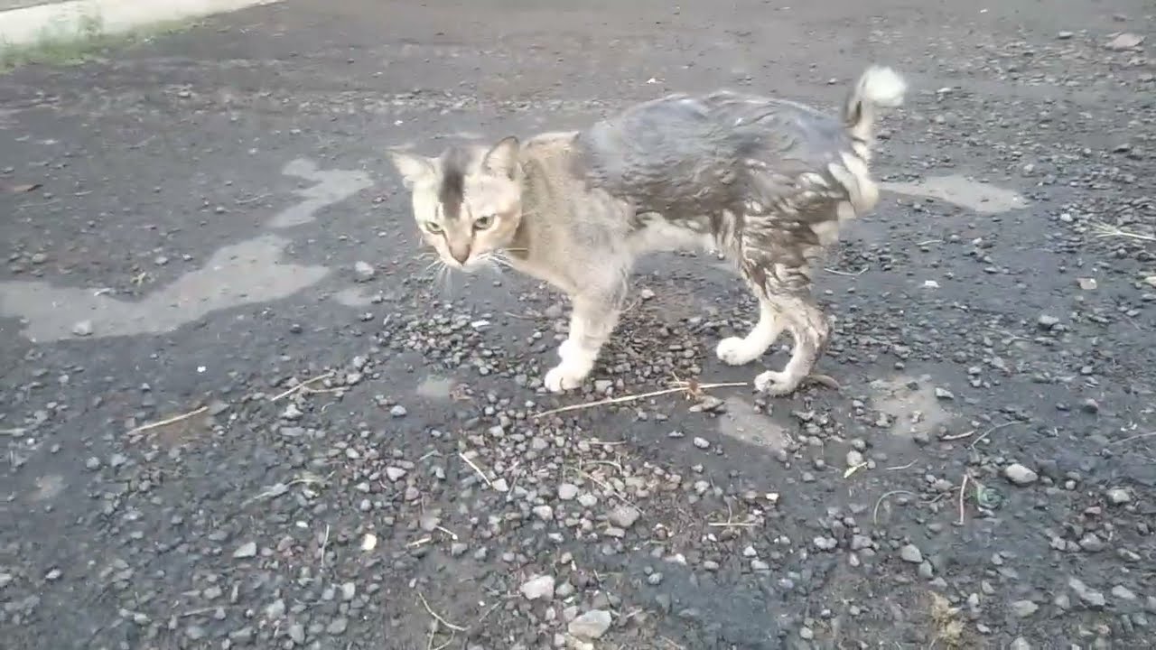 kucing ke cebur got habis bertarung - YouTube