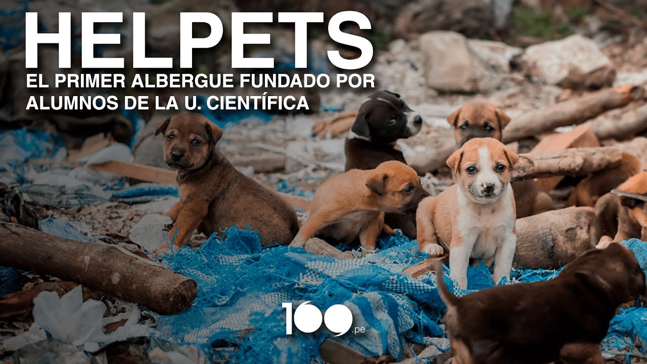 Helpets: el primer albergue fundado por alumnos de la U. Científica ...