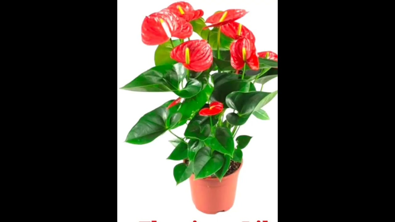 shorts | Air purifierair purifying plants name - YouTube