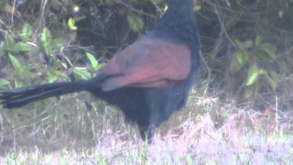Cuckoo Bird Searching Food In The Ground. - YouTube