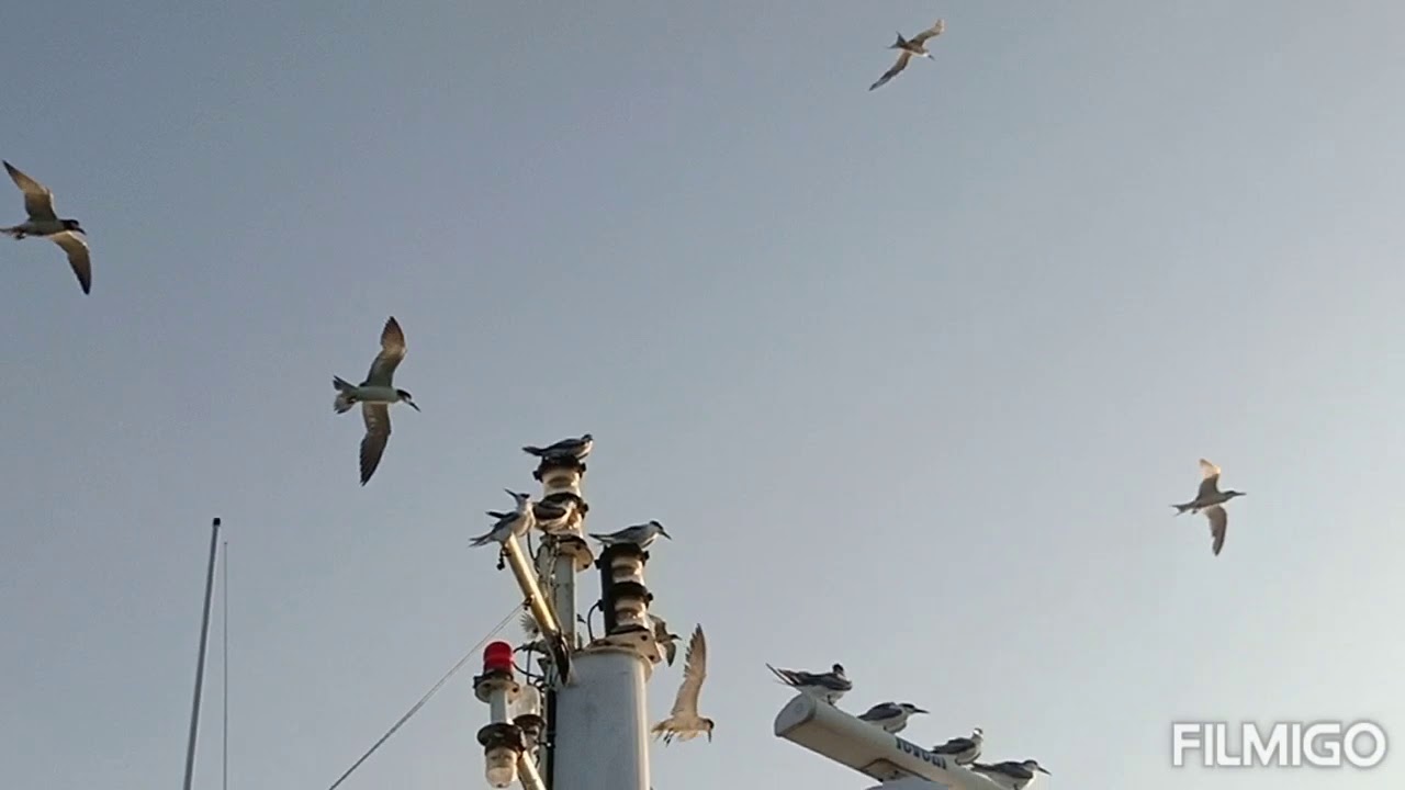 Sailing Java sea - YouTube