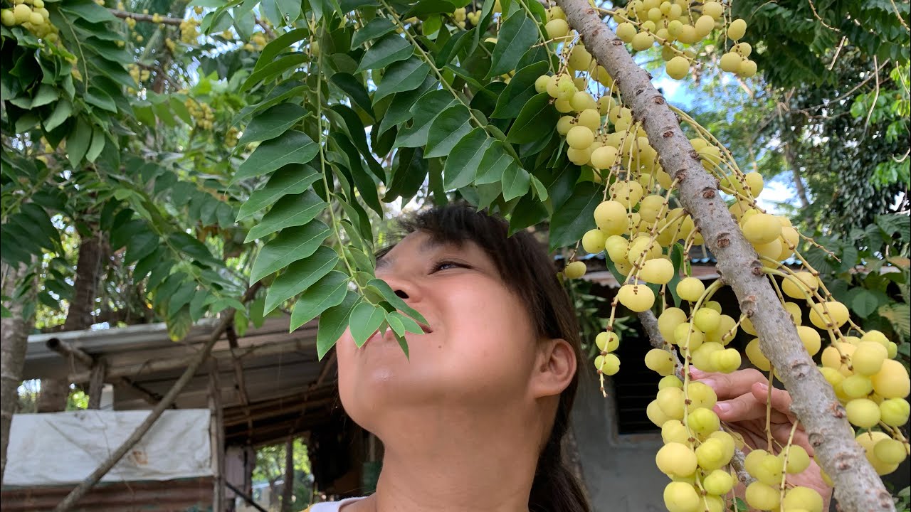 EP236 - Minatamis na Bangkiling o Gooseberry | Mrs. Harabas - YouTube