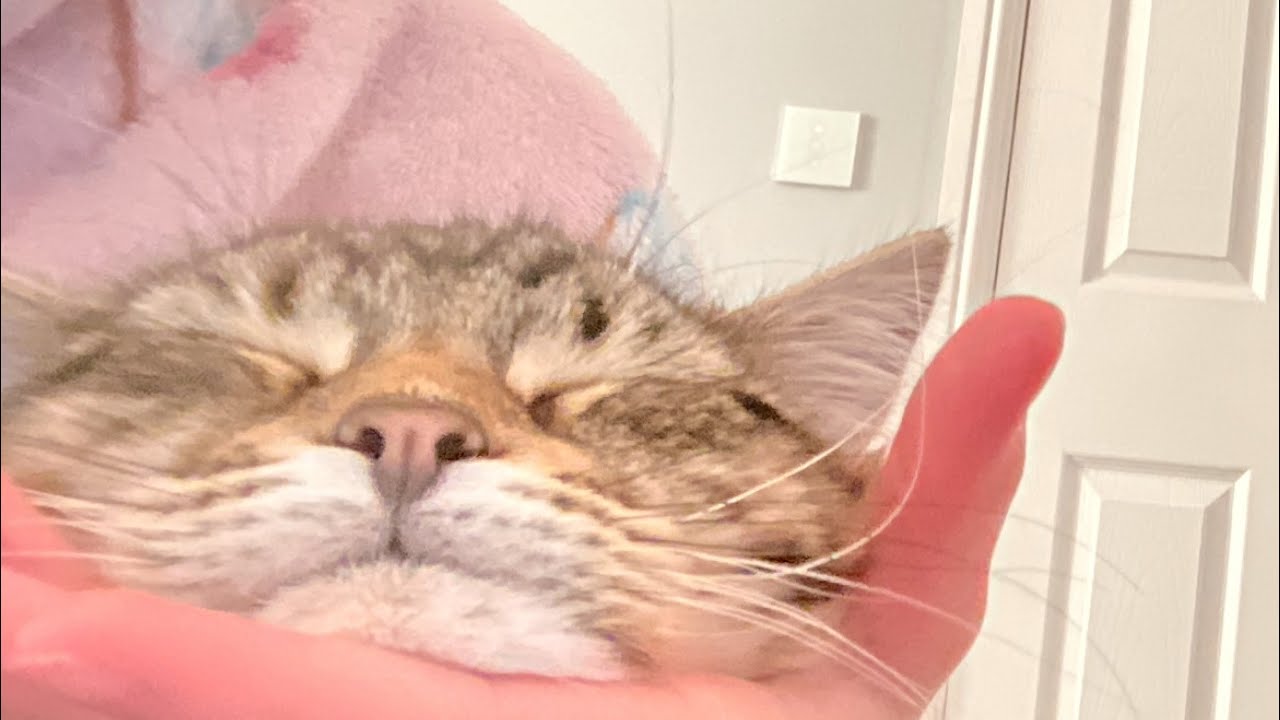 My cat at 6:0am. She’s a flat loaf - YouTube