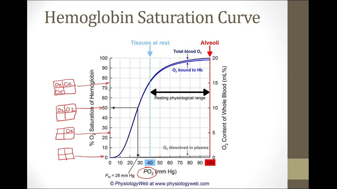 hemoglobin saturation curve - YouTube