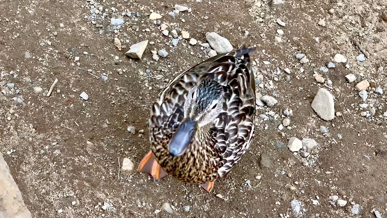 Hoover Duck Wants Personal Service - YouTube