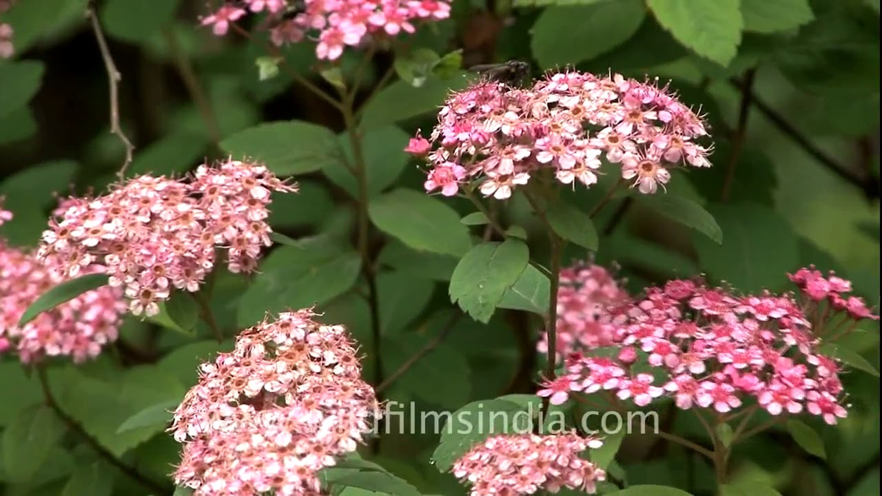 Himalayan Spirea (Spiraea bella) in Sikkim - YouTube