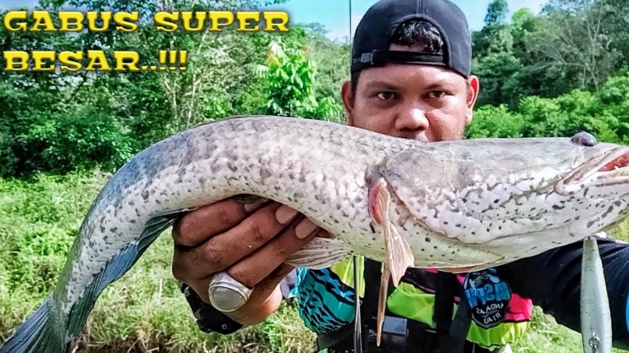 STRIKE GABUS RAKSASA, SAMPAI PANIK TAKUT LEPAS - YouTube