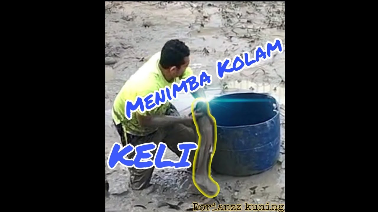 kering kolam keli || harvest catfish - YouTube