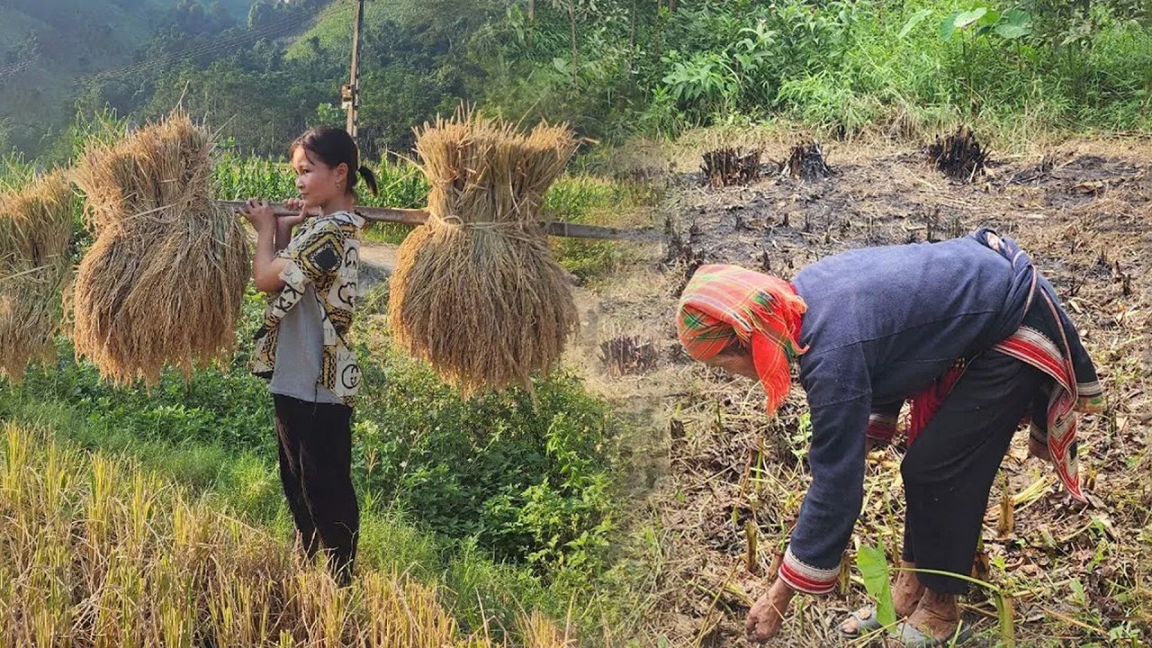 A Hard Day: Single Mother and Her 80-Year-Old Grandma Farming and ...