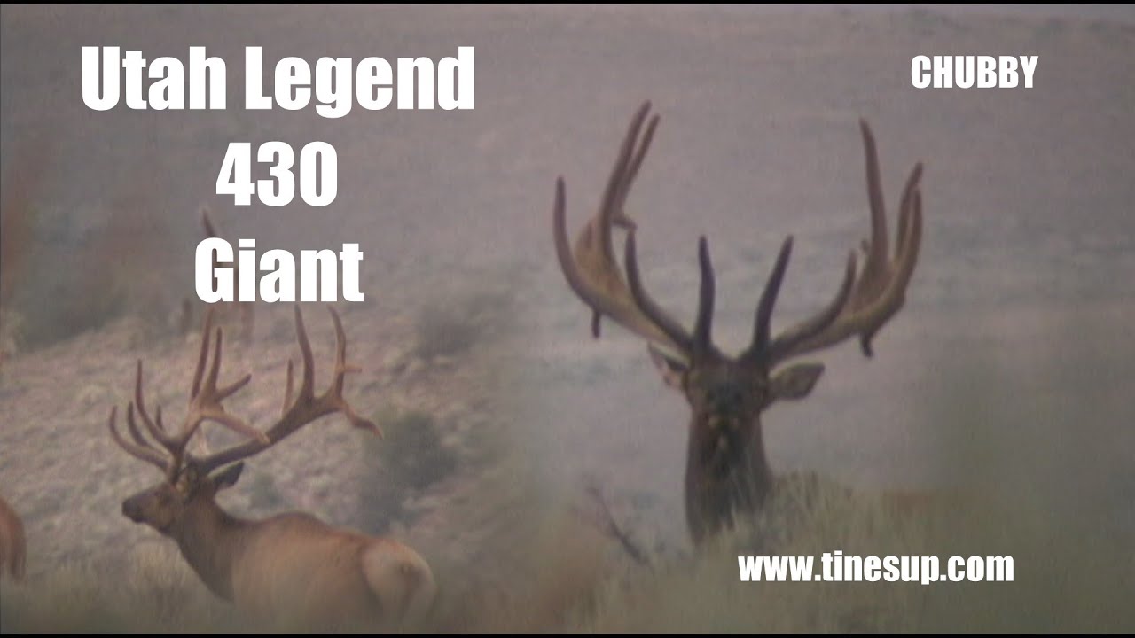 Archery Elk Hunting the 430 Utah Legend - Chubby Bull - Tines Up ...