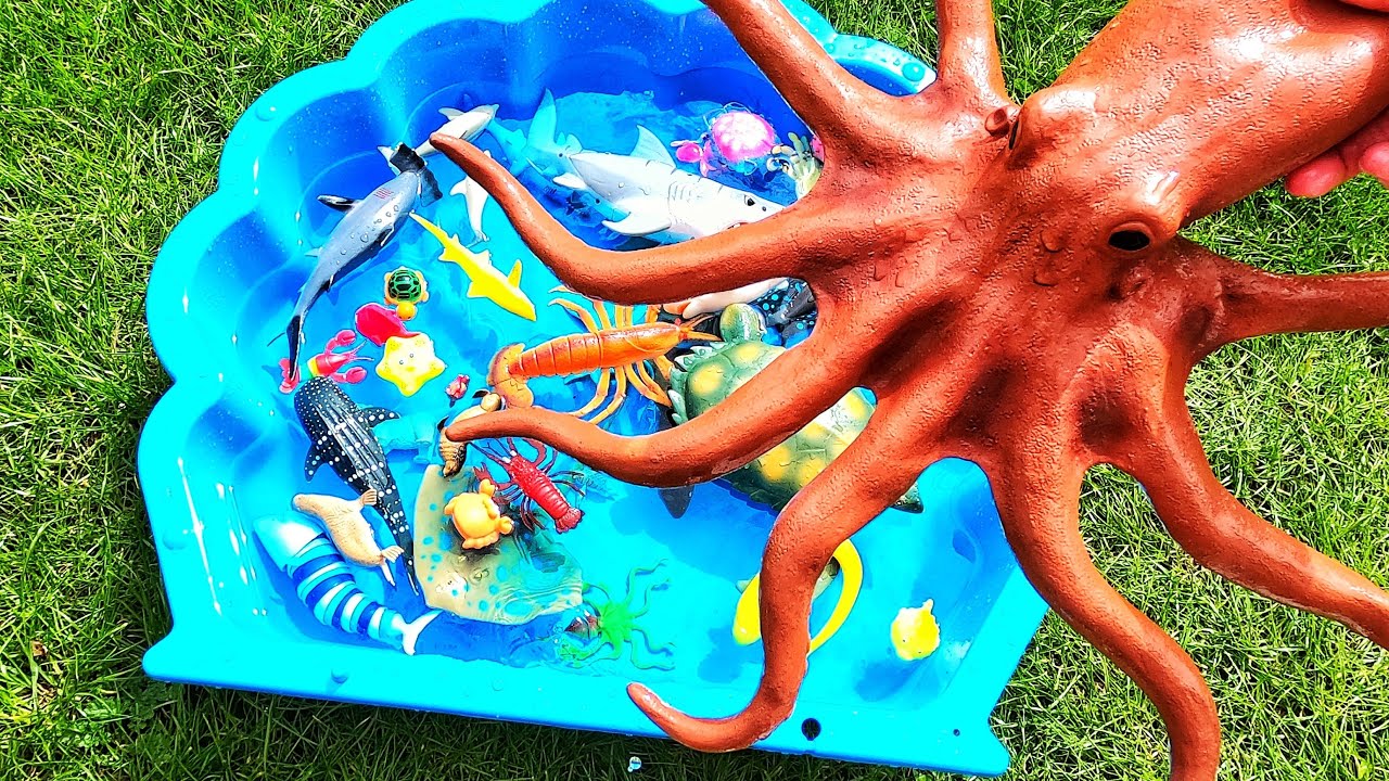 Learn sea animal names & facts for babies toddlers preschoolers kids ...