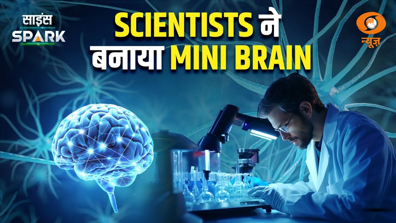 Scientists ने बनाया Multi-Region Mini Brain Organoid | Science Spark ...