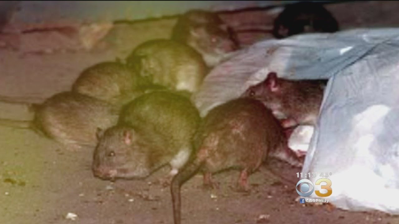 Research: Philadelphia Worst In Country For Rodent Infestations - YouTube