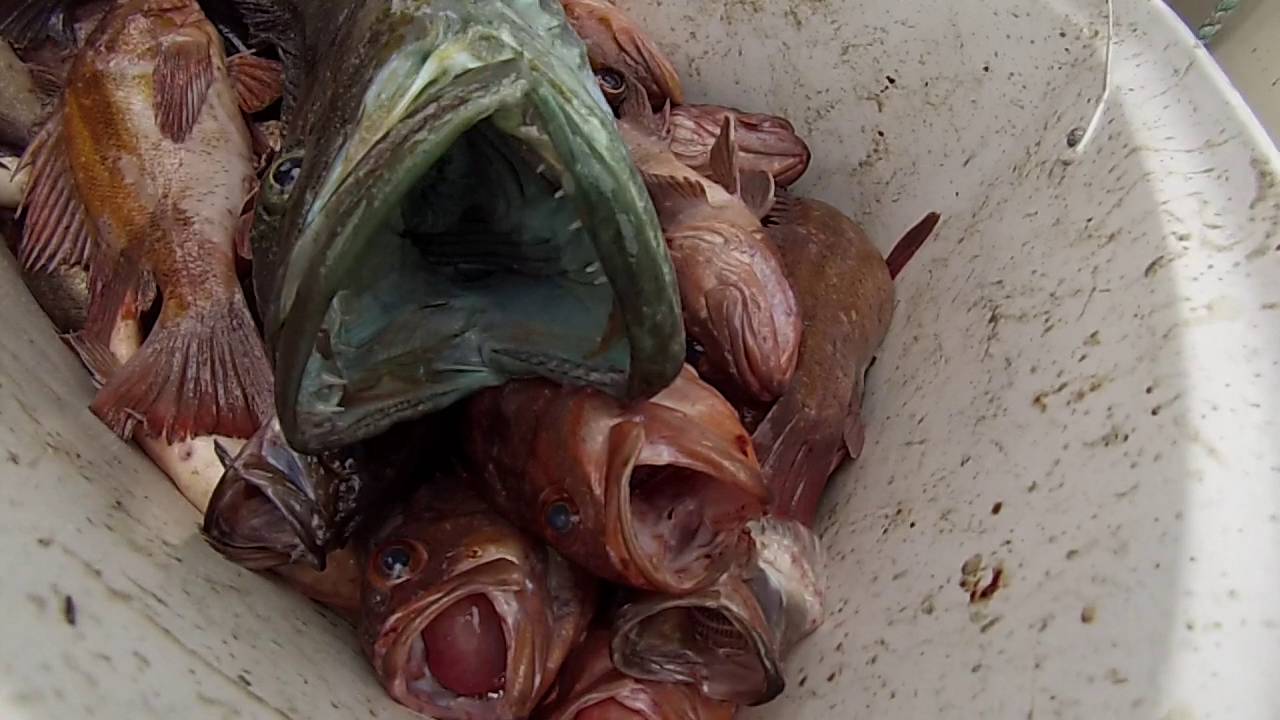Rock Cod fishing off the coast of California - YouTube