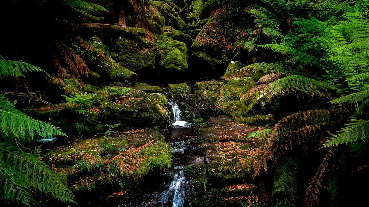 The cascades of Gloucester Tops in Barrington Tops National Park - YouTube