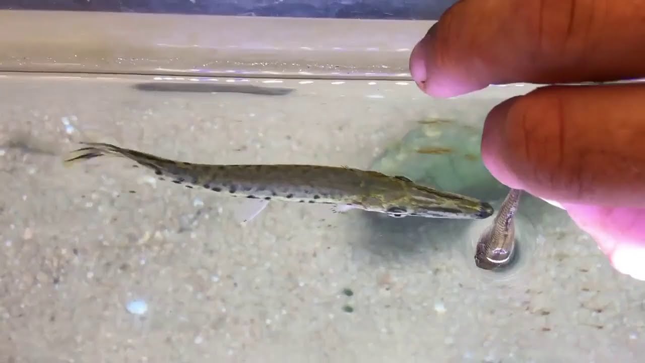 Teaching My Alligator Gar To Feed From My Hand - YouTube