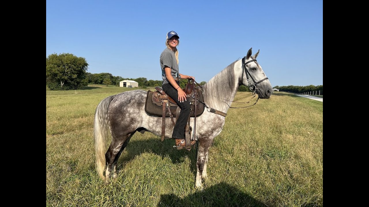 Dappled Grey Tennessee Walking Horse Gelding For SALE - YouTube