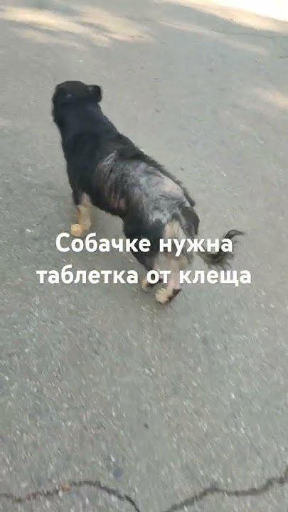 Нужна таблетка от клеща - YouTube