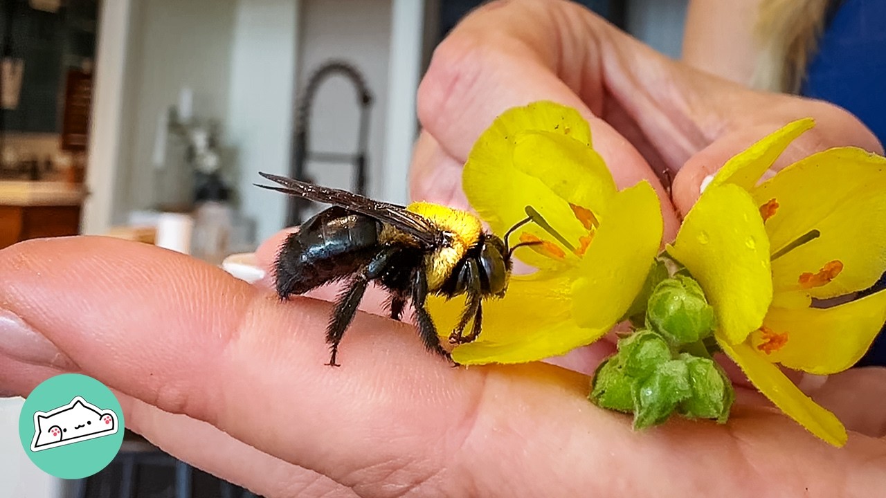 Rescue Bee Loves To Hang Out With This Woman | Cuddle Buddies - YouTube