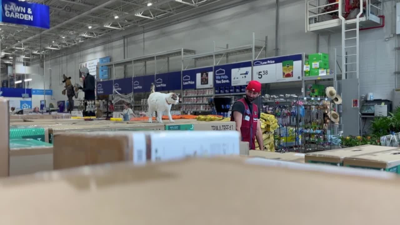 Richmond's famous Lowe's cat Francine found safe after NC adventure ...