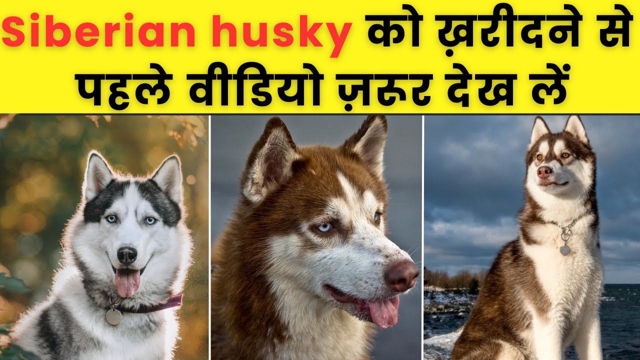 साइबेरियन हस्की के बारे 10 फैक्ट्स |10 Interesting Facts about Siberian ...