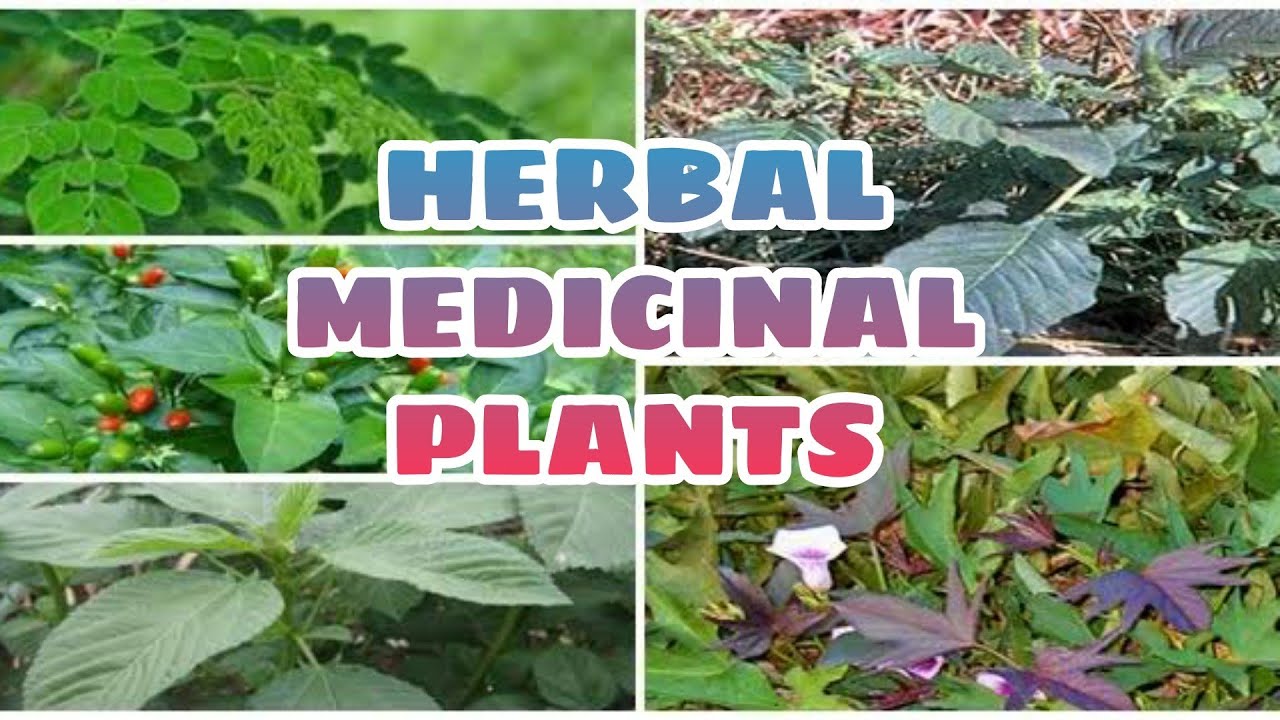 HERBAL MEDICINAL PLANTS-ALAMIN ANG MGA HALAMANG GAMOT NA MAKIKITA SA ...