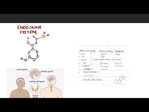 MCAT Biochemistry Endocrine system Peptide, steroid hormones and ...