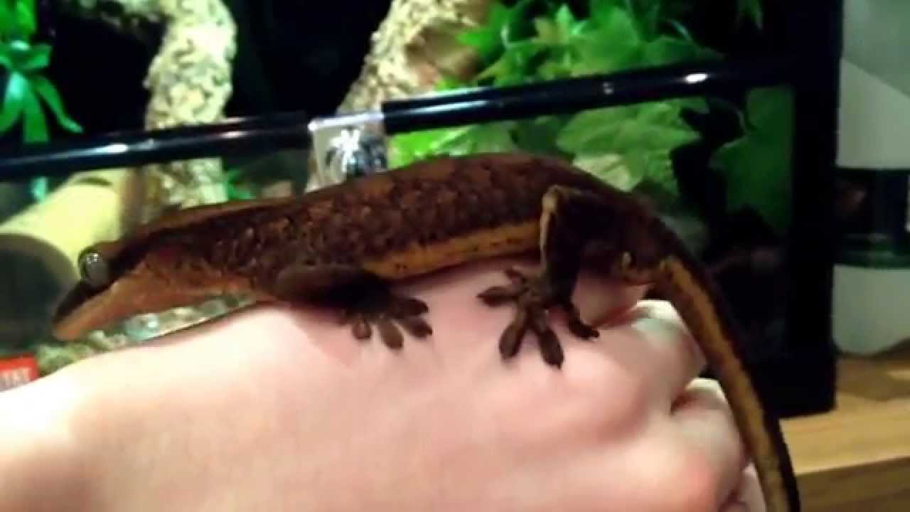 RARE Slender Prehensile Tail Gecko! Correlophus Sarasinorum - YouTube