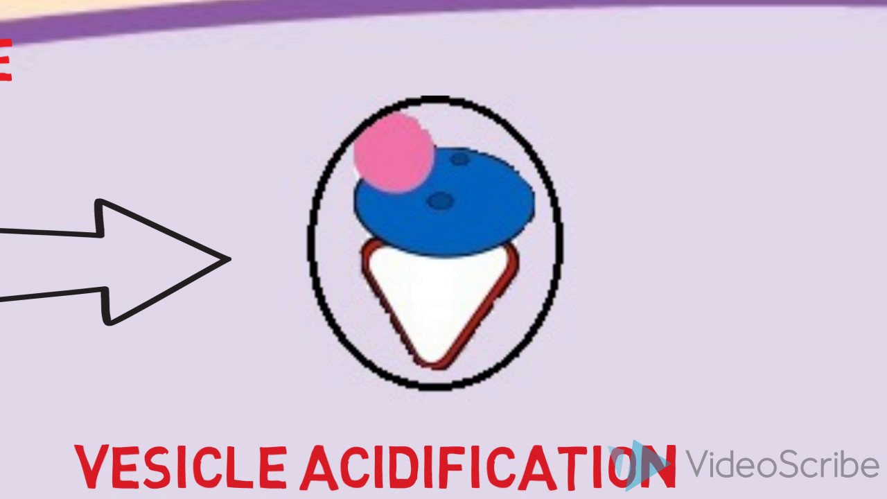 Iron metabolism : transferrin cycle - YouTube