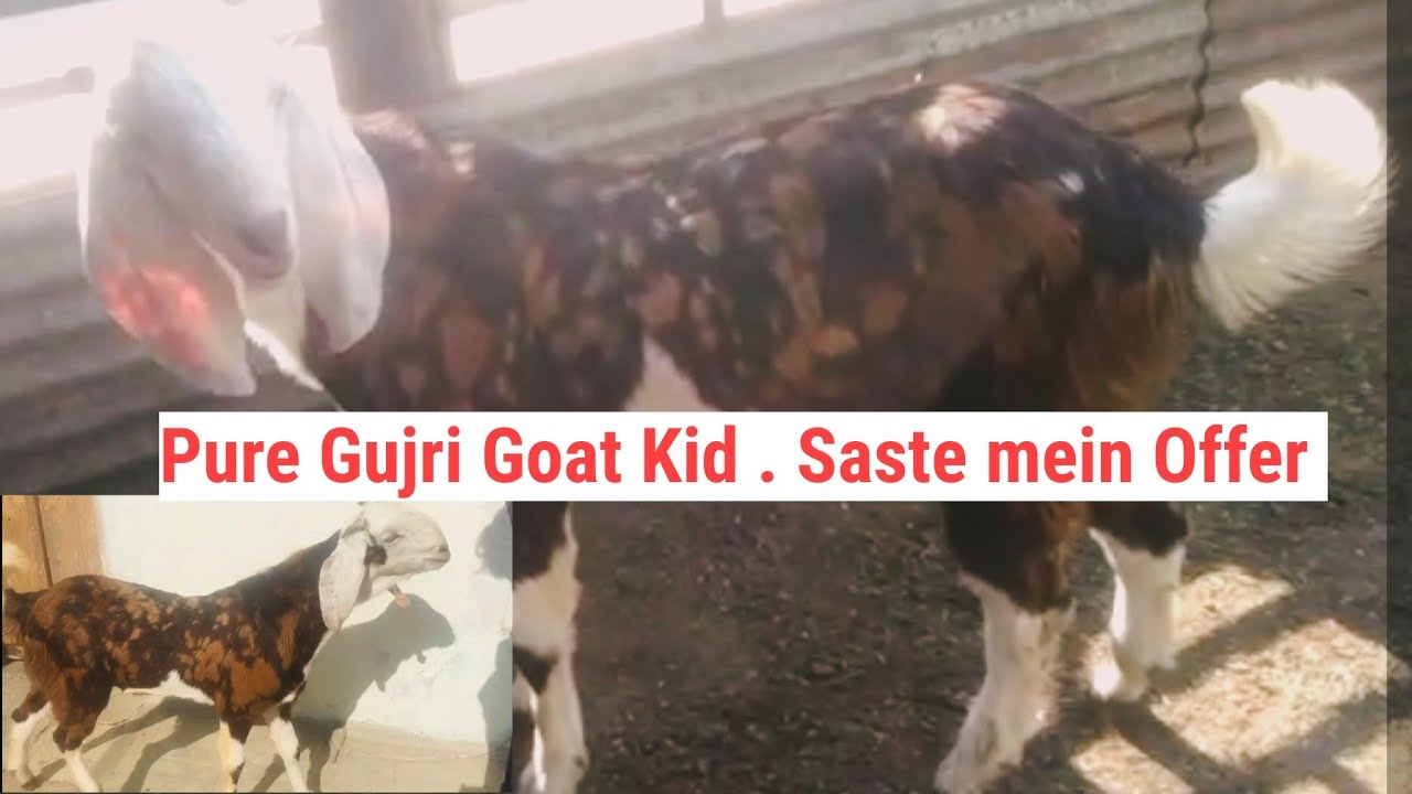 Gujri Goat | Badi Gujri bakra bakri k Gujri Goat kid | गुजरी बकरा बकरी ...