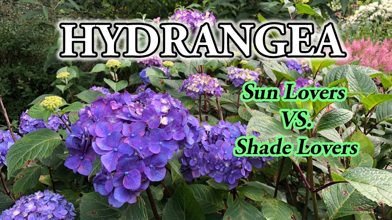 HYDRANGEA: Sun Lovers VS Shade Lovers - YouTube