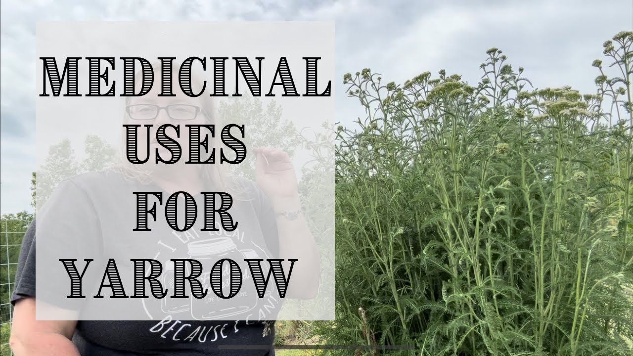 Ways To Use Yarrow || Medicinal Use and Growing Guide - YouTube
