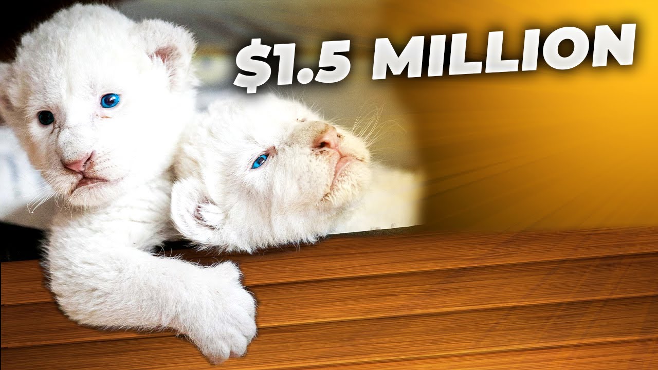 Most Expensive Pets In The World 💰 - YouTube