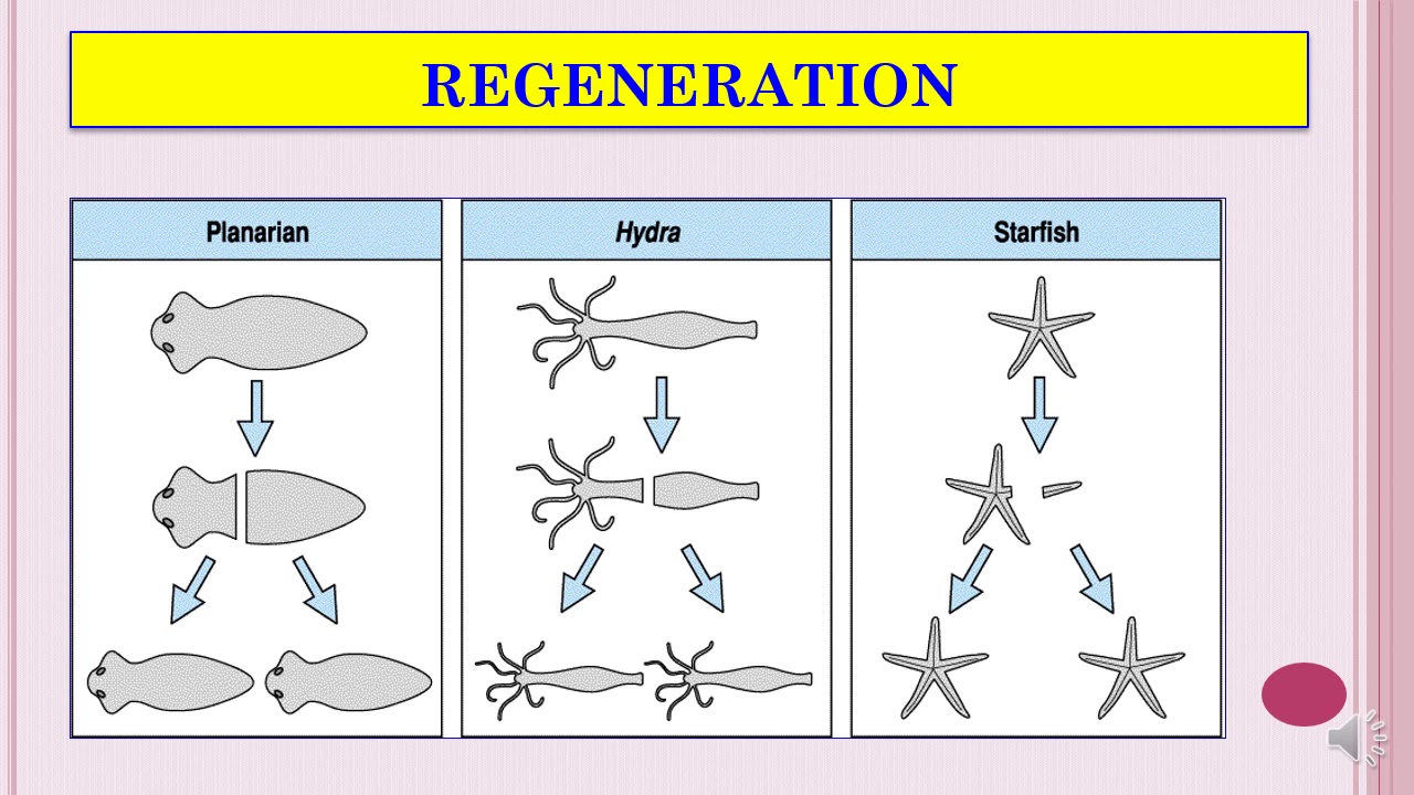 Class-10 Chapter-8 How do Organisms reproduce - YouTube