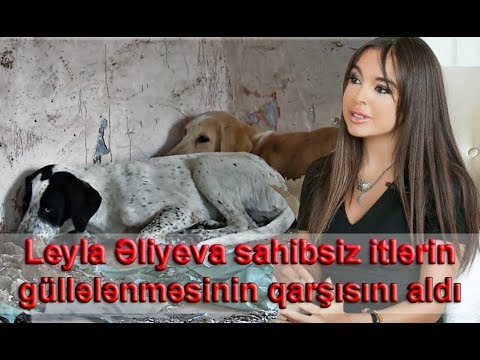 Leyla Əliyeva sahibsiz itlərin güllələnməsinin qarşısını aldı