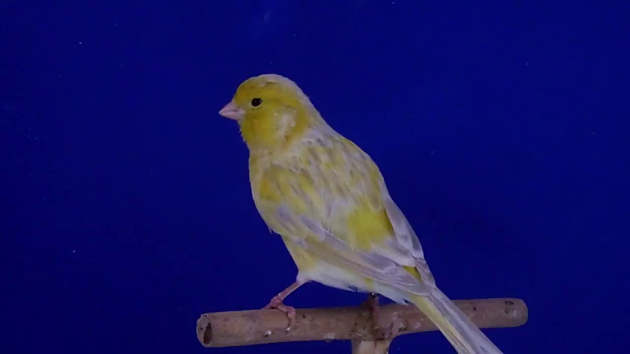 Agate Opal Yellow Mosaic No 332-151 - YouTube