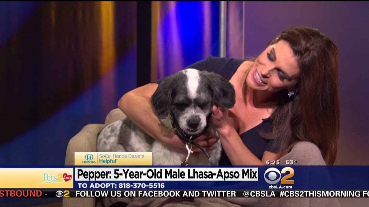 Stephanie Simmons 2015/05/15 CBS2 Los Angeles HD - YouTube