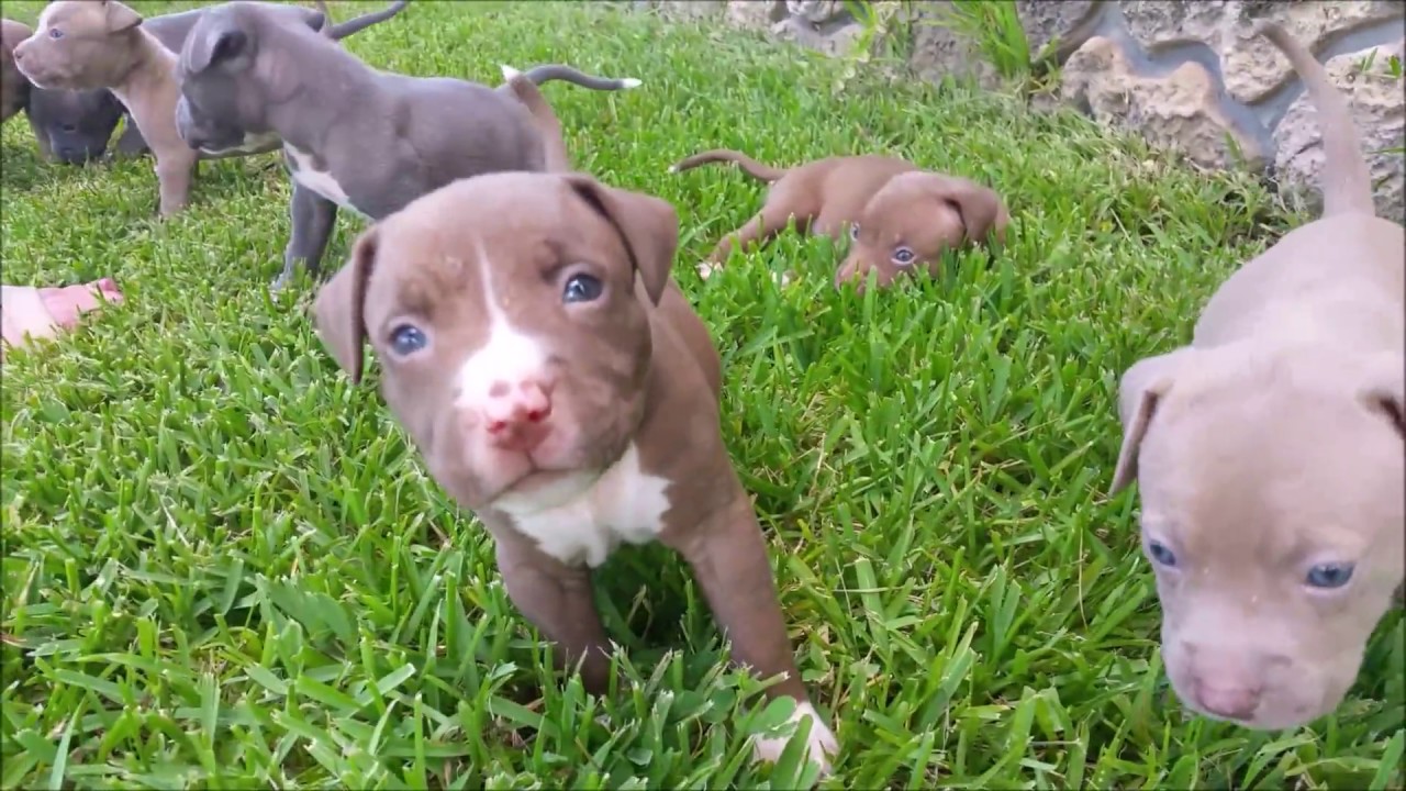 Pitbull Puppies - YouTube