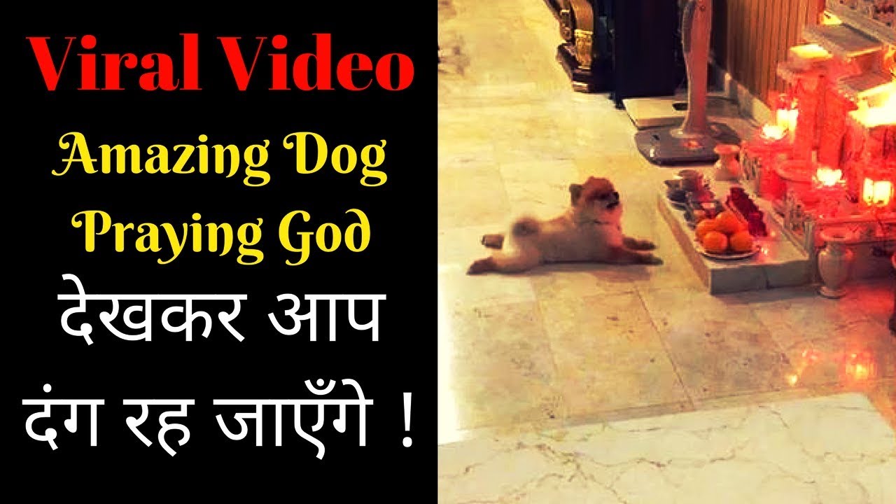 Dog praying God video goes viral - YouTube