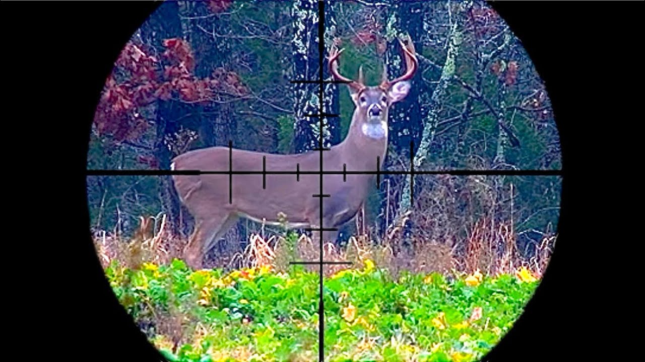 3 Whitetail Buck And 1 Doe Hunting || Scope View - YouTube